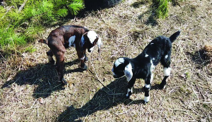 Disbudding Goats and Despurring Roosters - Grit